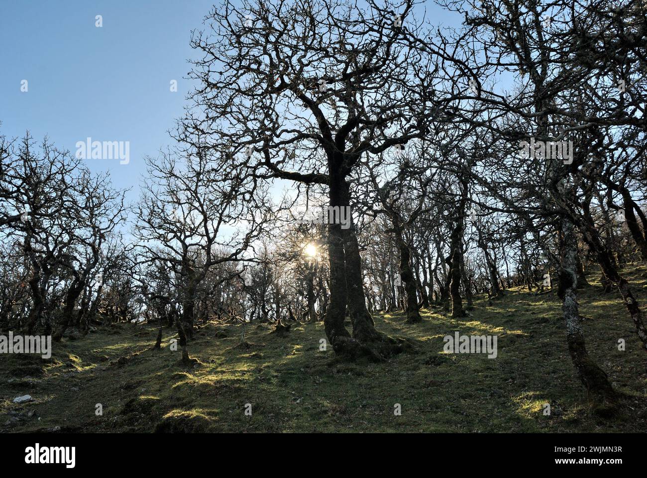 The forest of Monte Rasu Stock Photo - Alamy