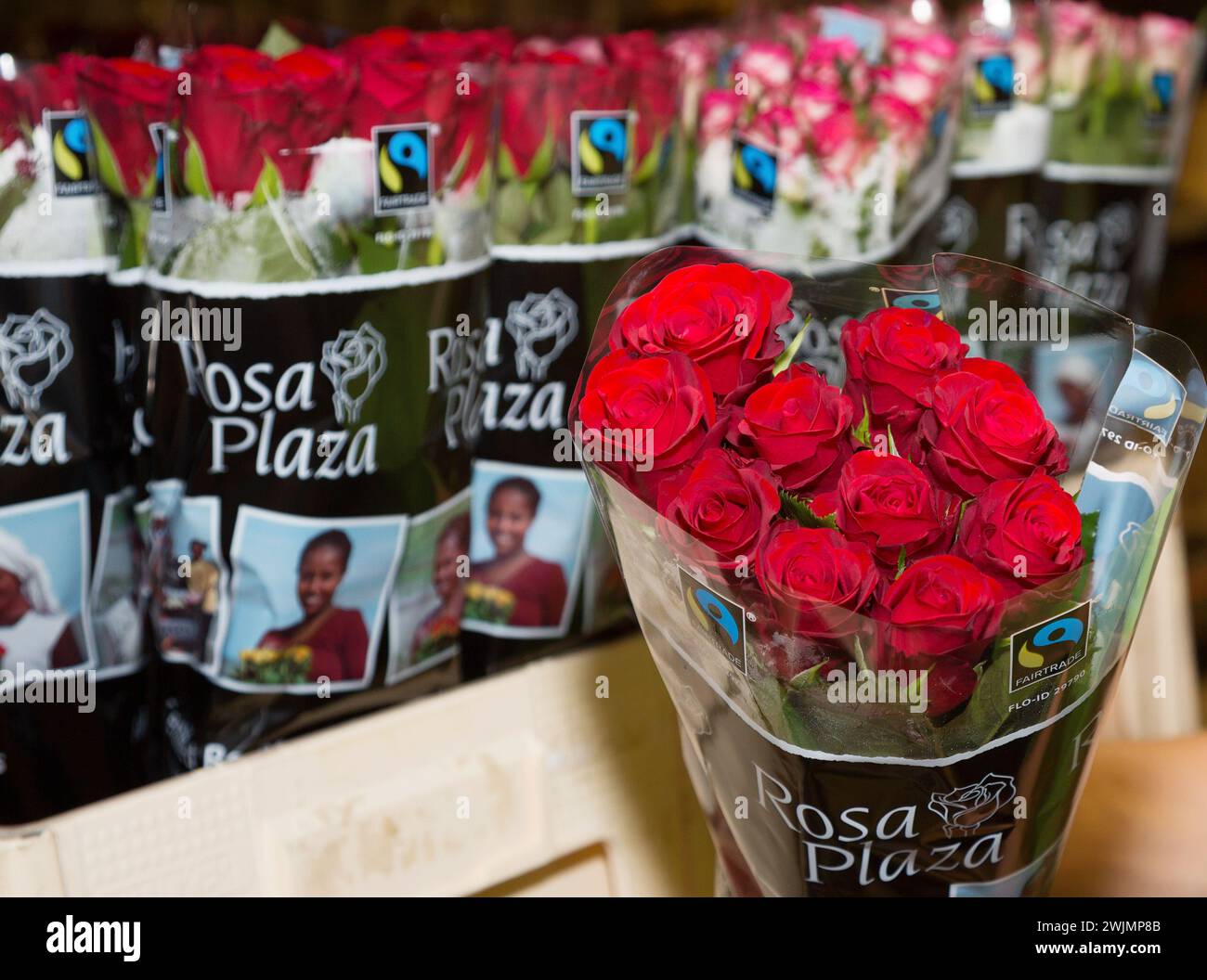 Fairtrade roses from Ethiopia. Flowers from nursery Rosa Plaza ...