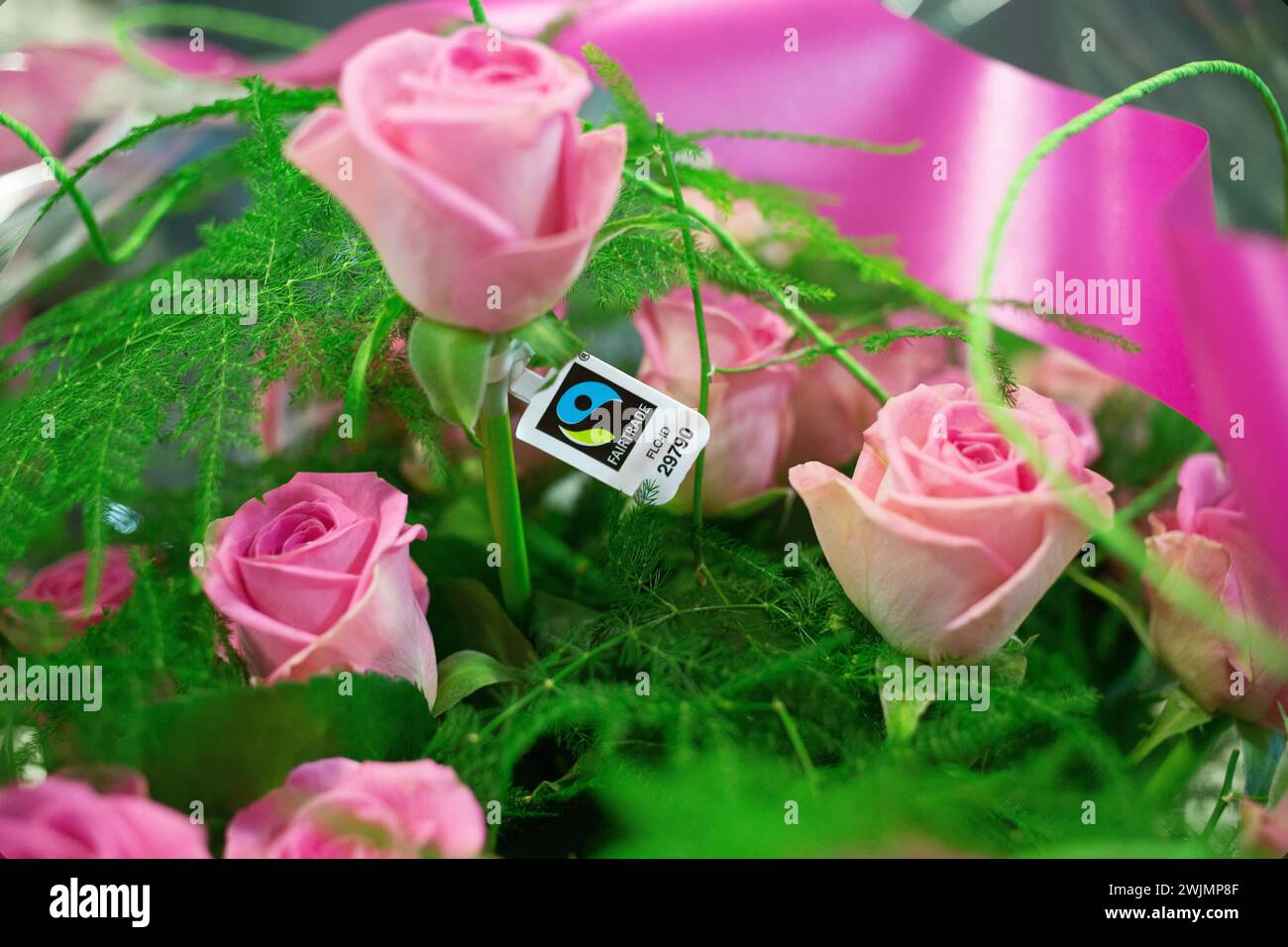 Fairtrade roses from Ethiopia. Flowers from nursery Rosa Plaza ...