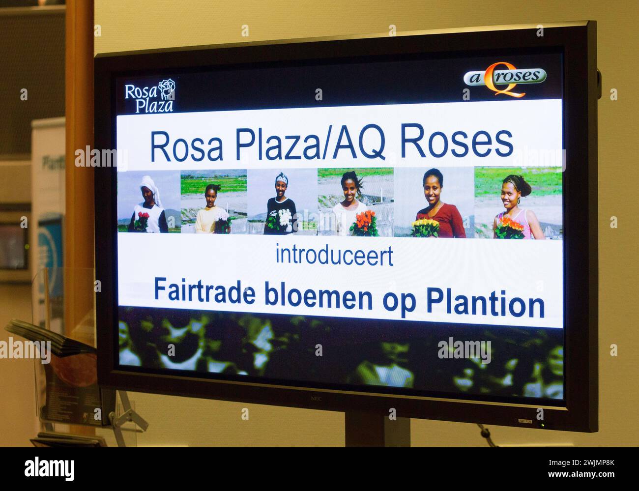 Fairtrade roses from Ethiopia. Flowers from nursery Rosa Plaza ...