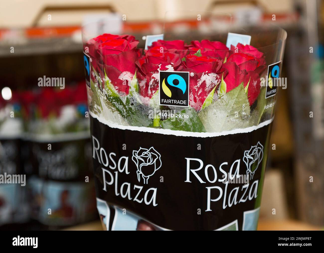 Fairtrade roses from Ethiopia. Flowers from nursery Rosa Plaza ...