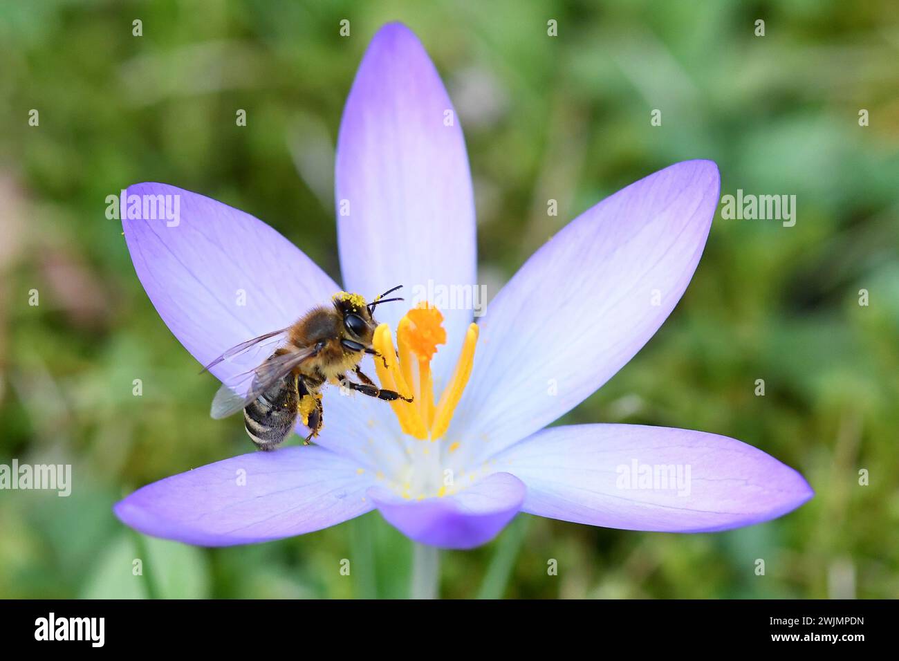 Liberec, Czech Republic. 16th Feb, 2024. Honey bee visit at the Crocus flower. Crocuses are ...