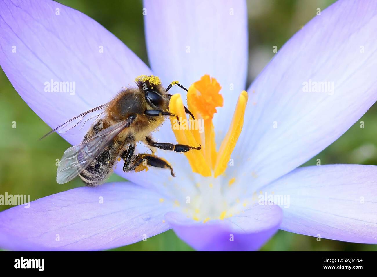 Liberec, Czech Republic. 16th Feb, 2024. Honey bee visit at the Crocus flower. Crocuses are ...