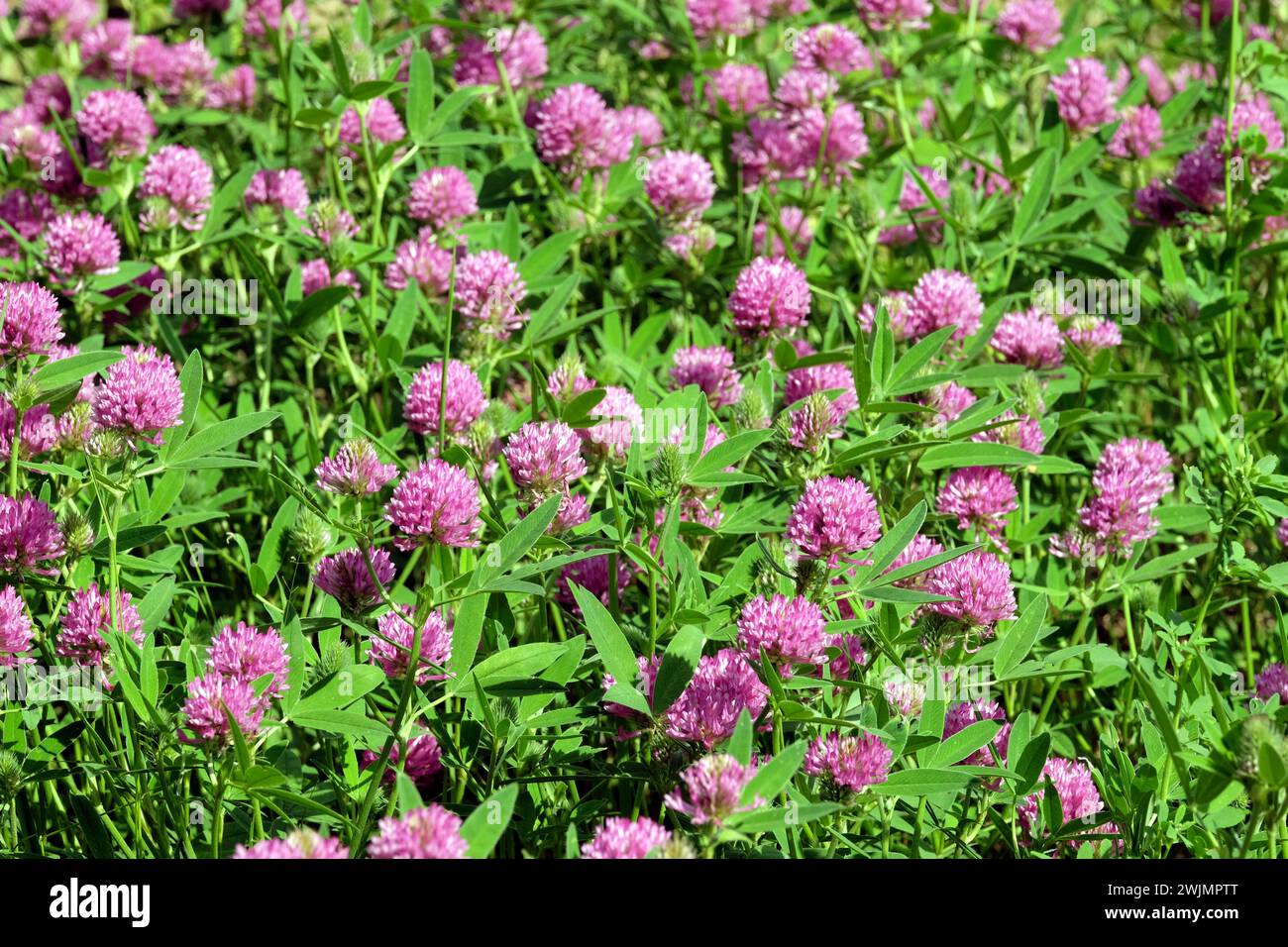 Pink color flowers of blooming clover on the field close up view on ...
