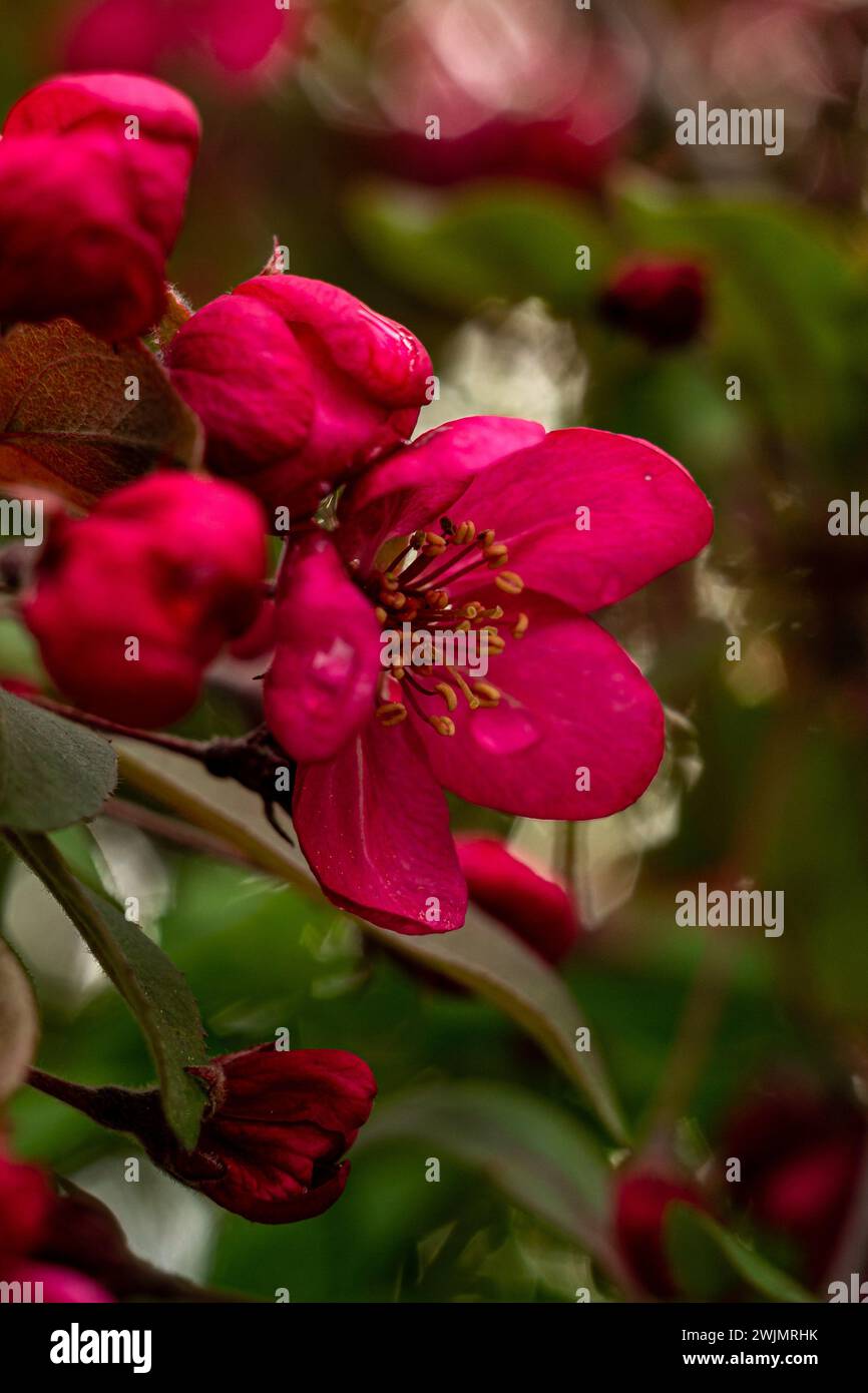 Pink apple tree hi-res stock photography and images - Alamy