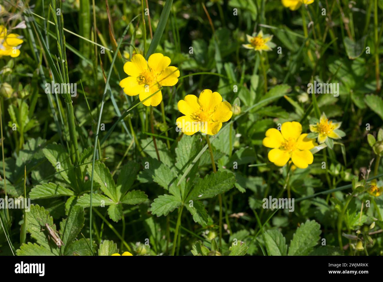 Kriechendes Fingerkraut, Potentilla reptans, creeping cinquefoil ...