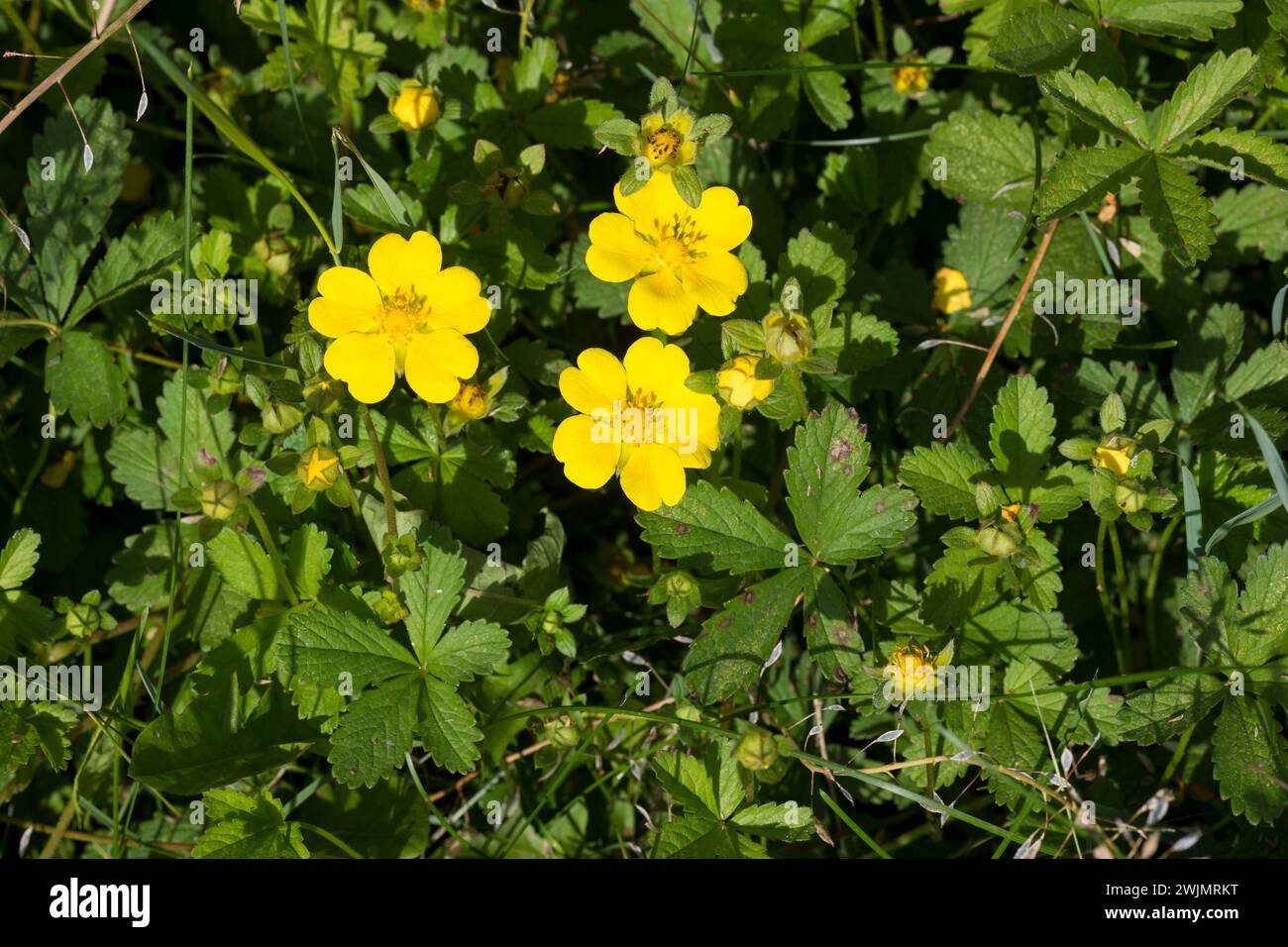 Kriechendes Fingerkraut, Potentilla reptans, creeping cinquefoil ...