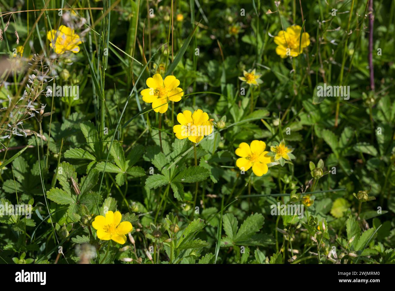 Kriechendes Fingerkraut, Potentilla reptans, creeping cinquefoil ...