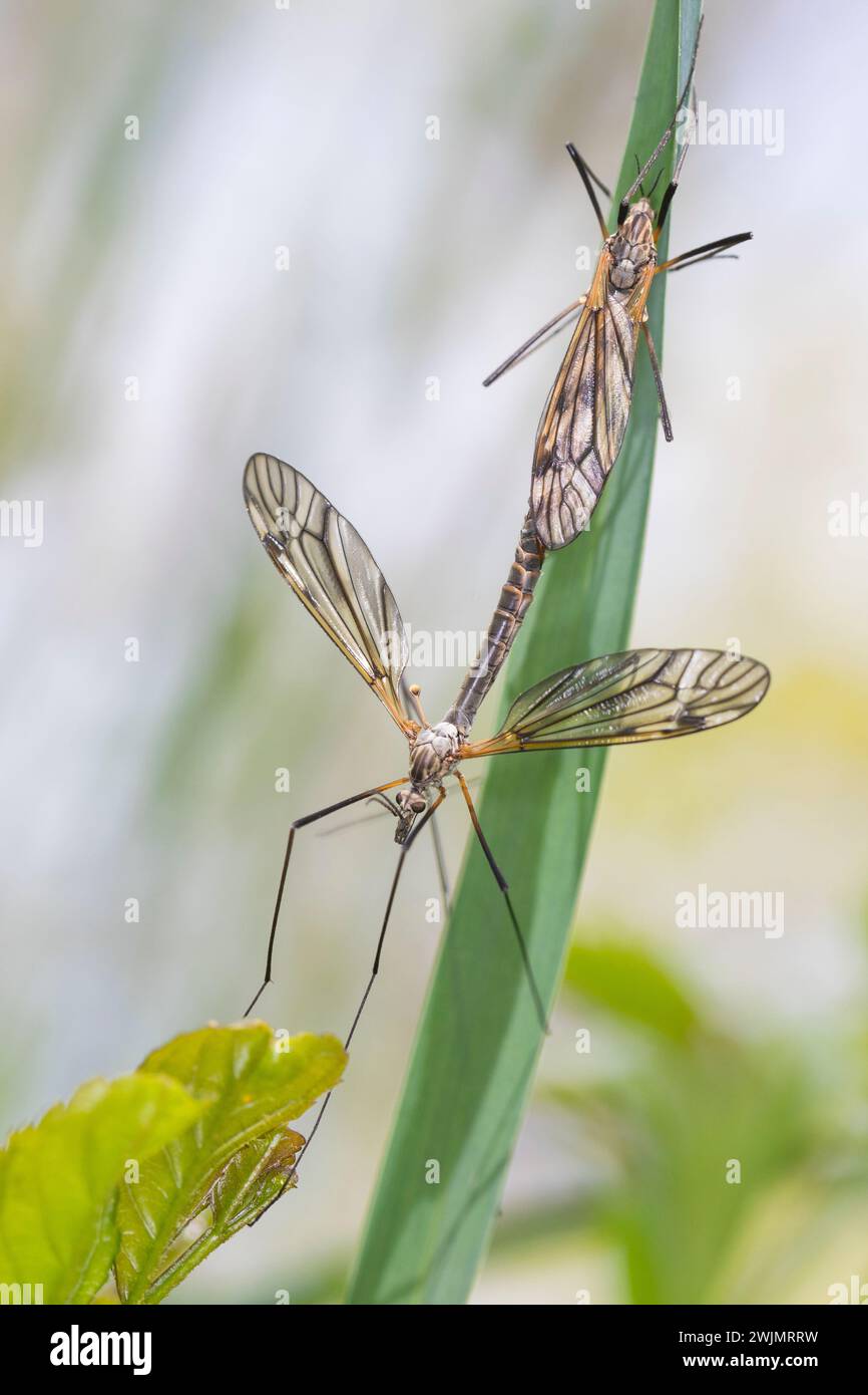 Black legged mottle hi-res stock photography and images - Alamy