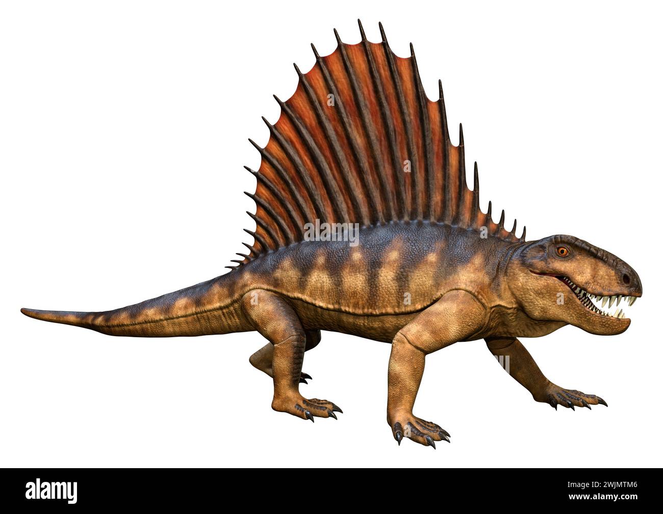 3D rendering of a dinosaur Dimetrodon isolated on white background ...