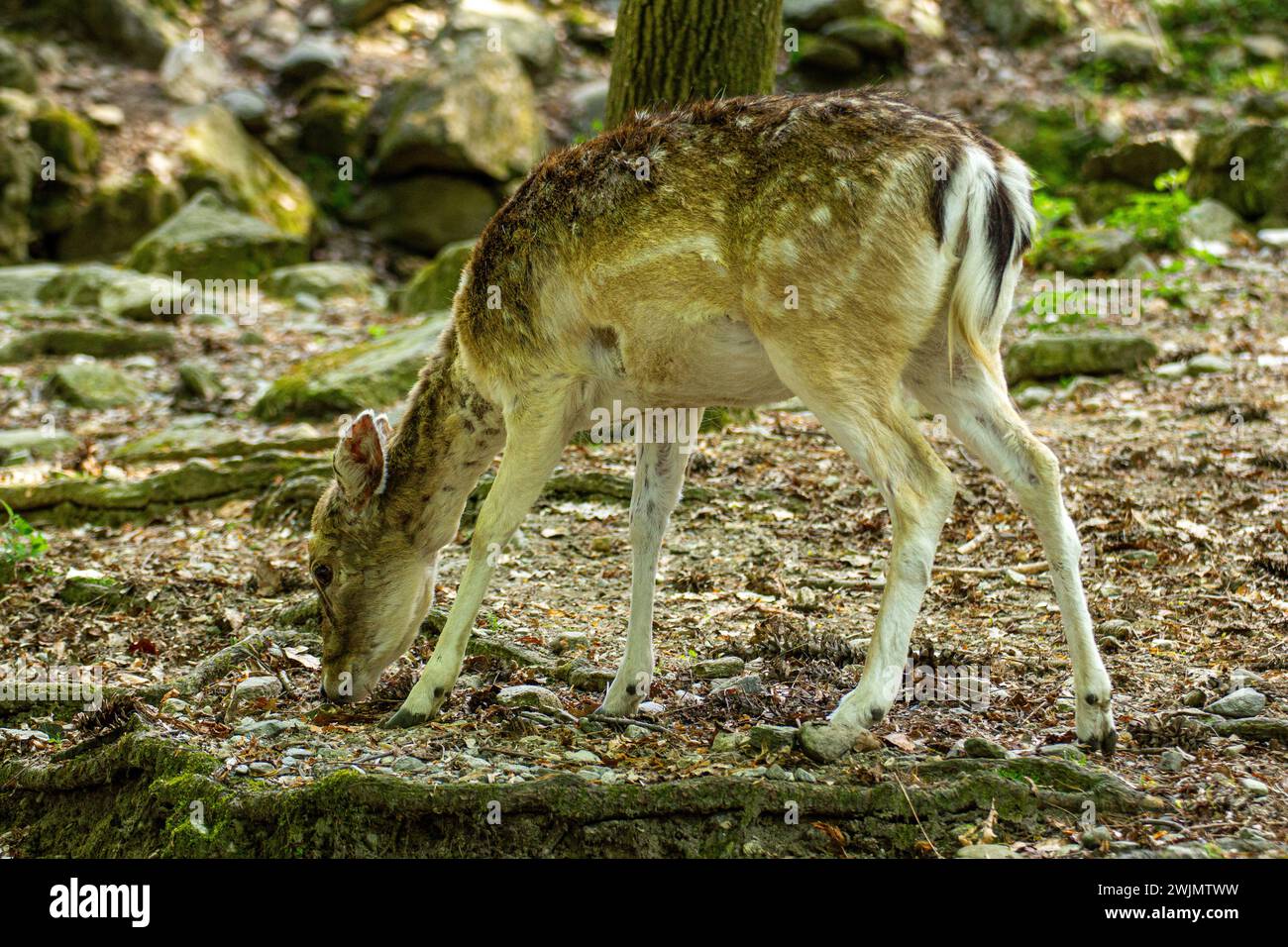 Growth anil hi-res stock photography and images - Alamy