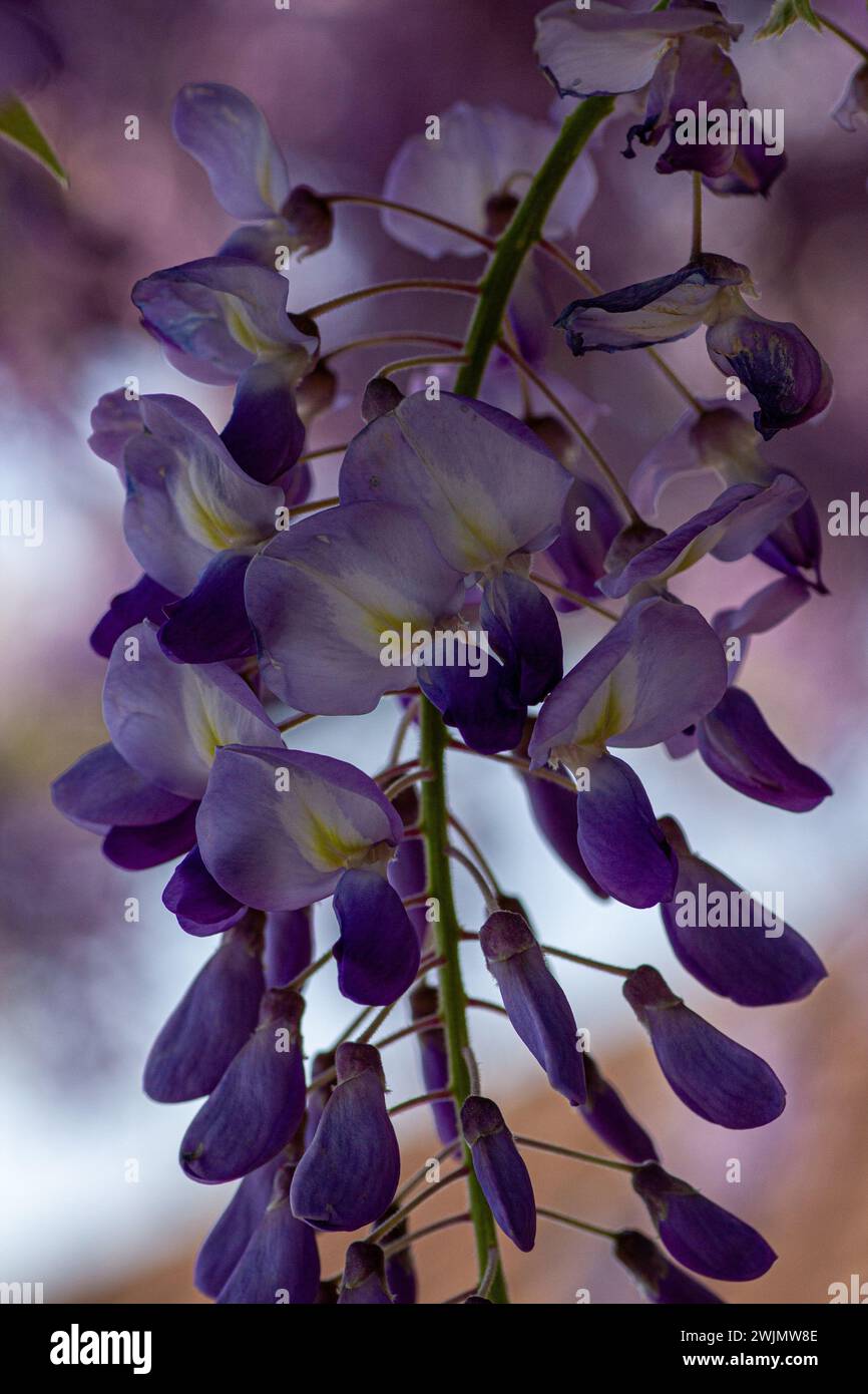 Wisterieae hi-res stock photography and images - Alamy