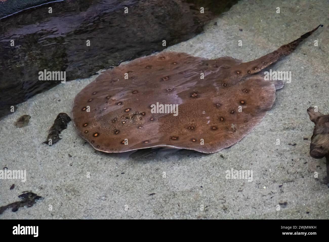 Reef city on bottom ocean hi-res stock photography and images - Alamy