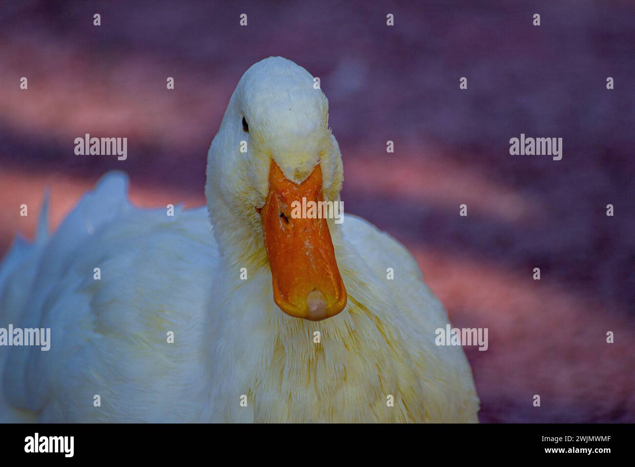 White feathers and orange beak hi-res stock photography and images - Alamy