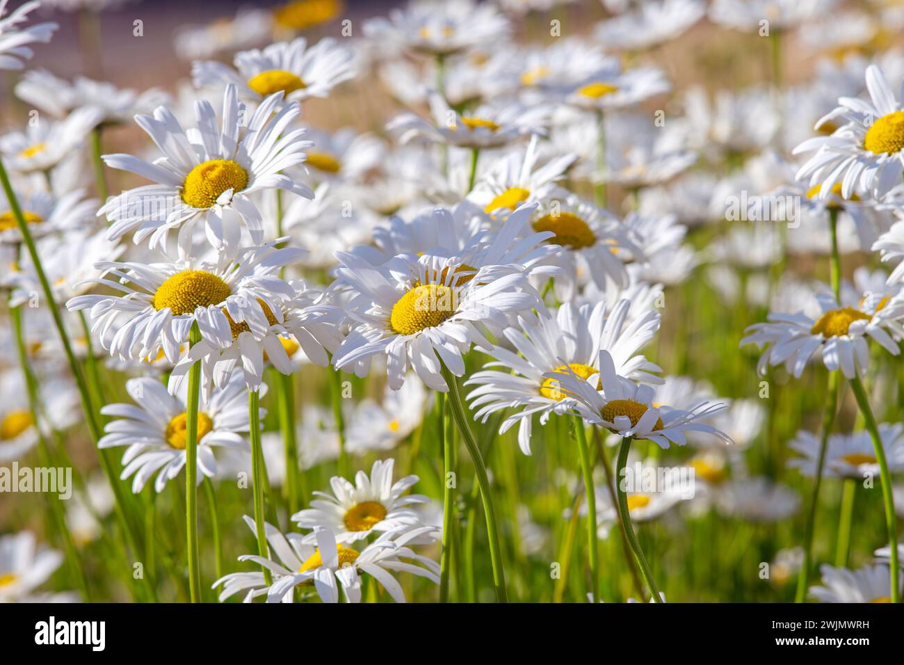 Wild daisy flowers growing on meadow, lawn, white chamomiles on green ...
