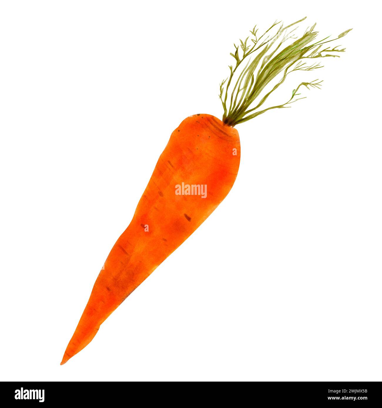 Carrot isolated on white background, hand drawn in watercolor. Orange ...