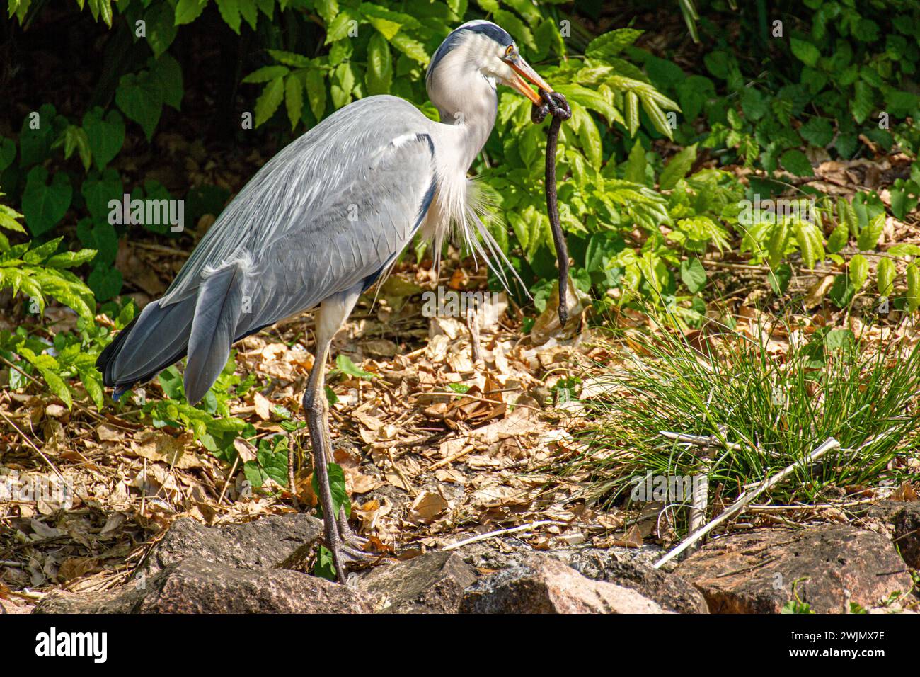 gray heron eats a snake close-up Stock Photo - Alamy