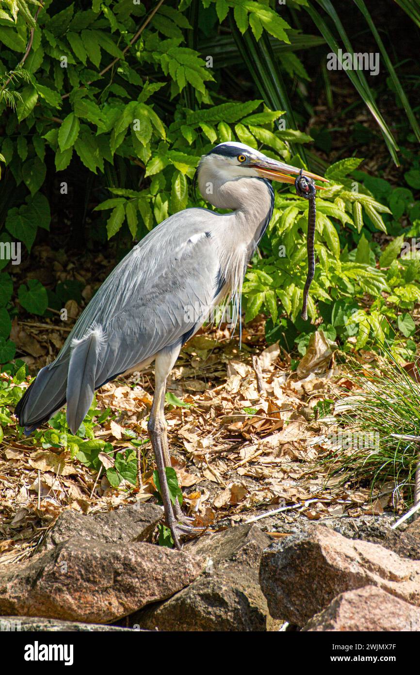 gray heron eats a snake close-up Stock Photo - Alamy