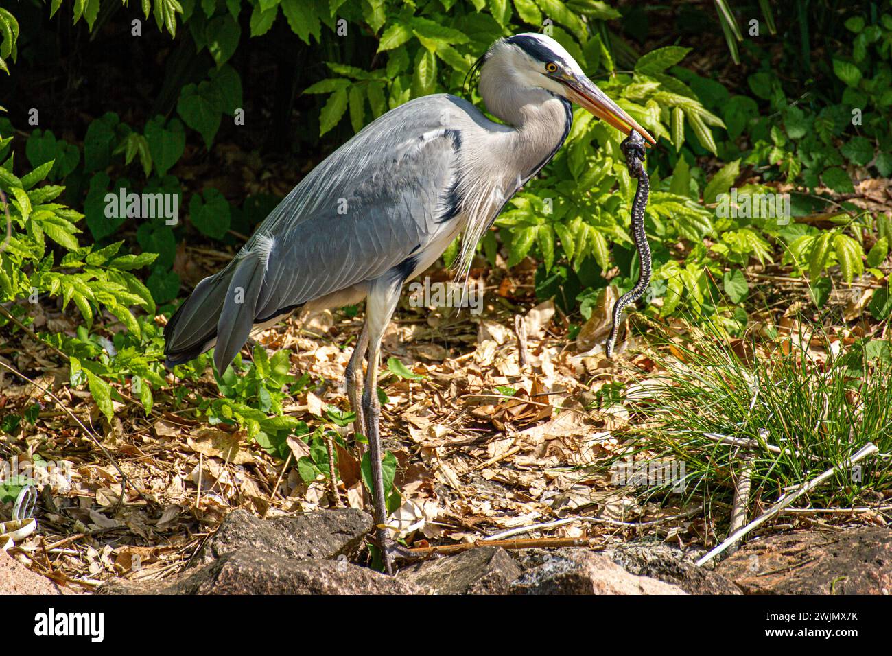 gray heron eats a snake close-up Stock Photo - Alamy
