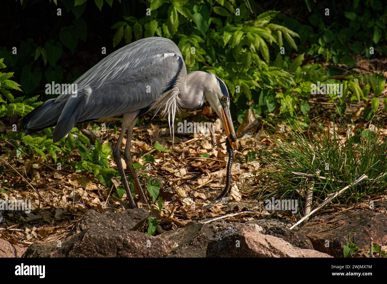 Snake eating bird hi-res stock photography and images - Alamy