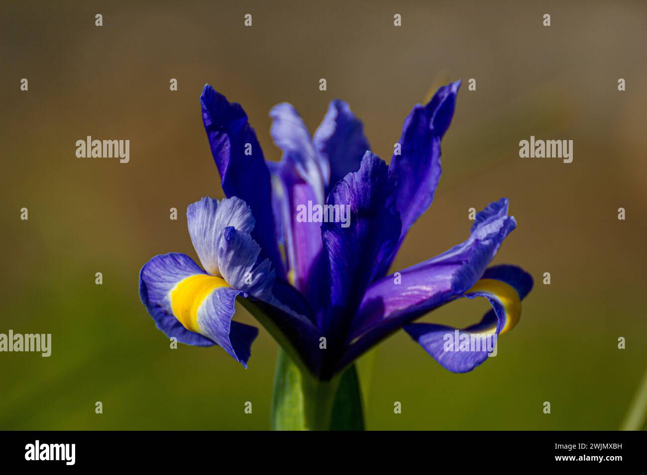 Iris flores hi-res stock photography and images - Alamy