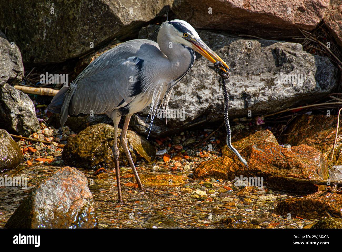 Snake eating bird hi-res stock photography and images - Alamy