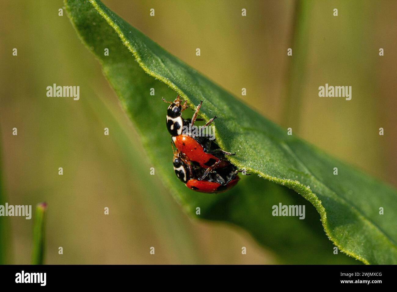 Ladybugs hi-res stock photography and images - Alamy