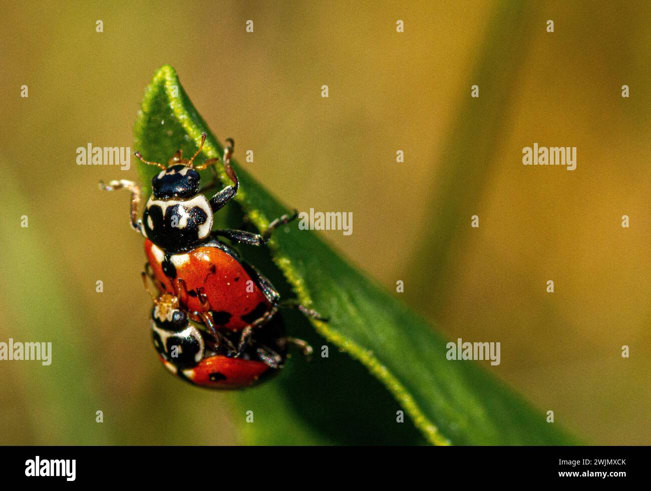Insects mating couple hi-res stock photography and images - Alamy