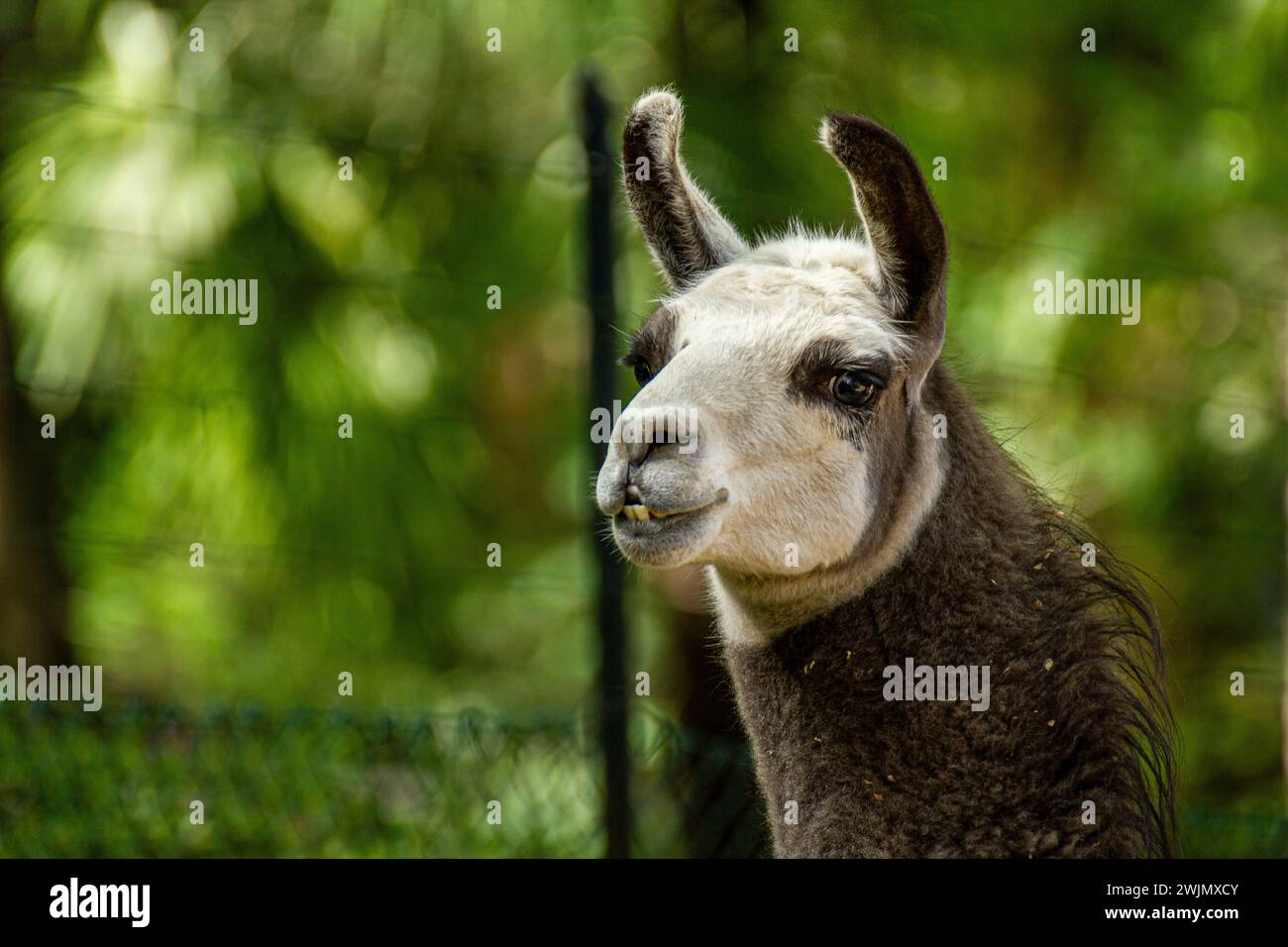Llama face hi-res stock photography and images - Alamy