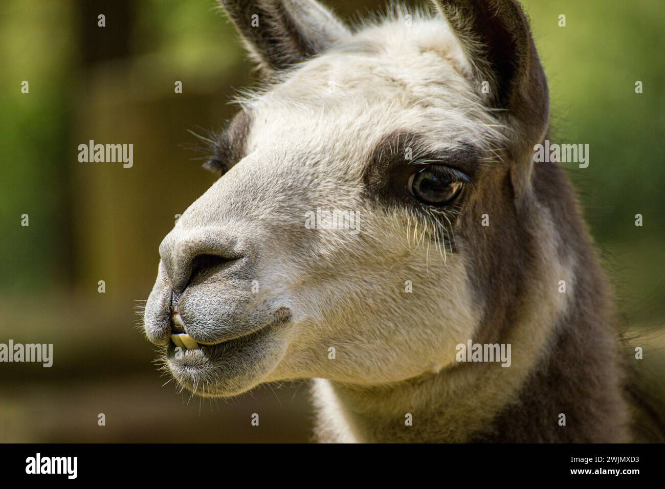llama face close-up Stock Photo - Alamy