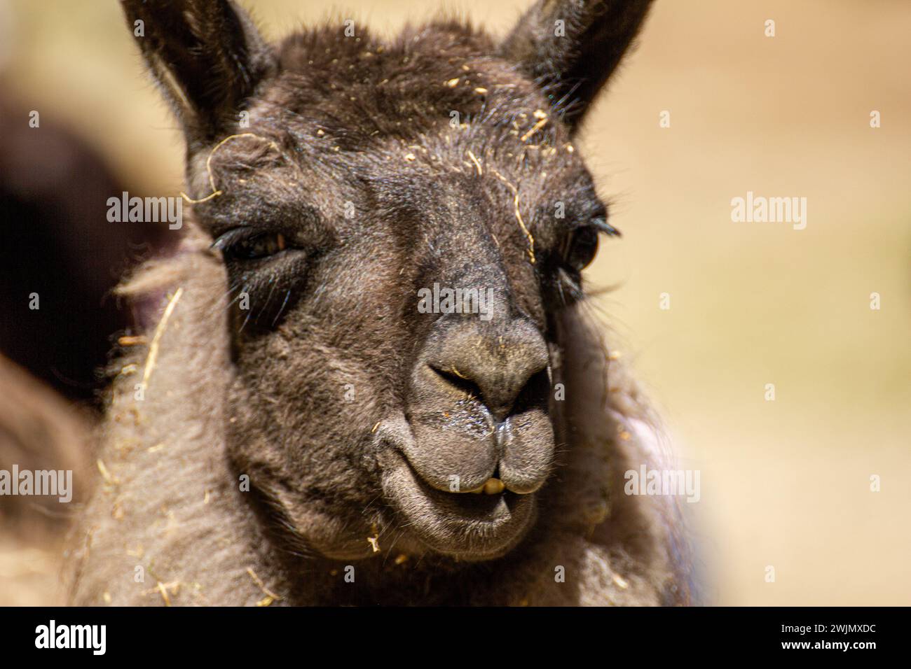 Llama face close up hi-res stock photography and images - Alamy