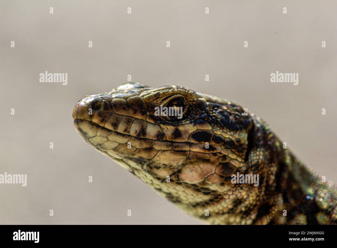 Italian wall lizard macro Stock Photo - Alamy