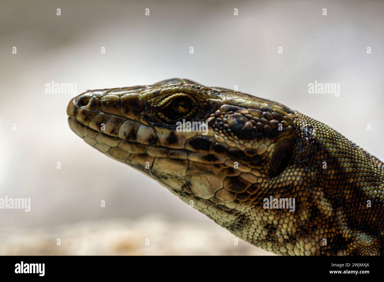 Lizard face close up hi-res stock photography and images - Alamy