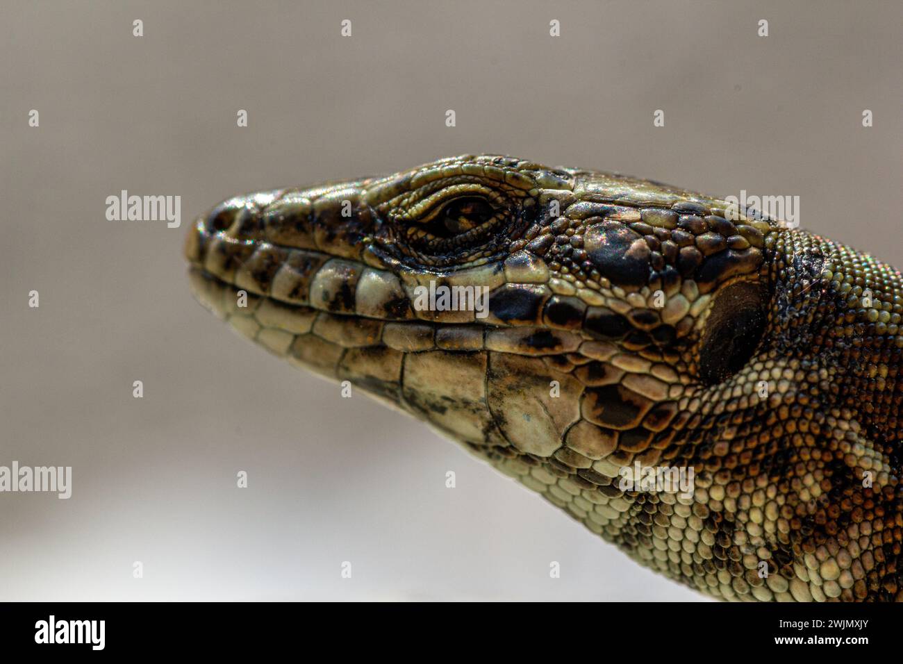 Italian wall lizard macro Stock Photo - Alamy