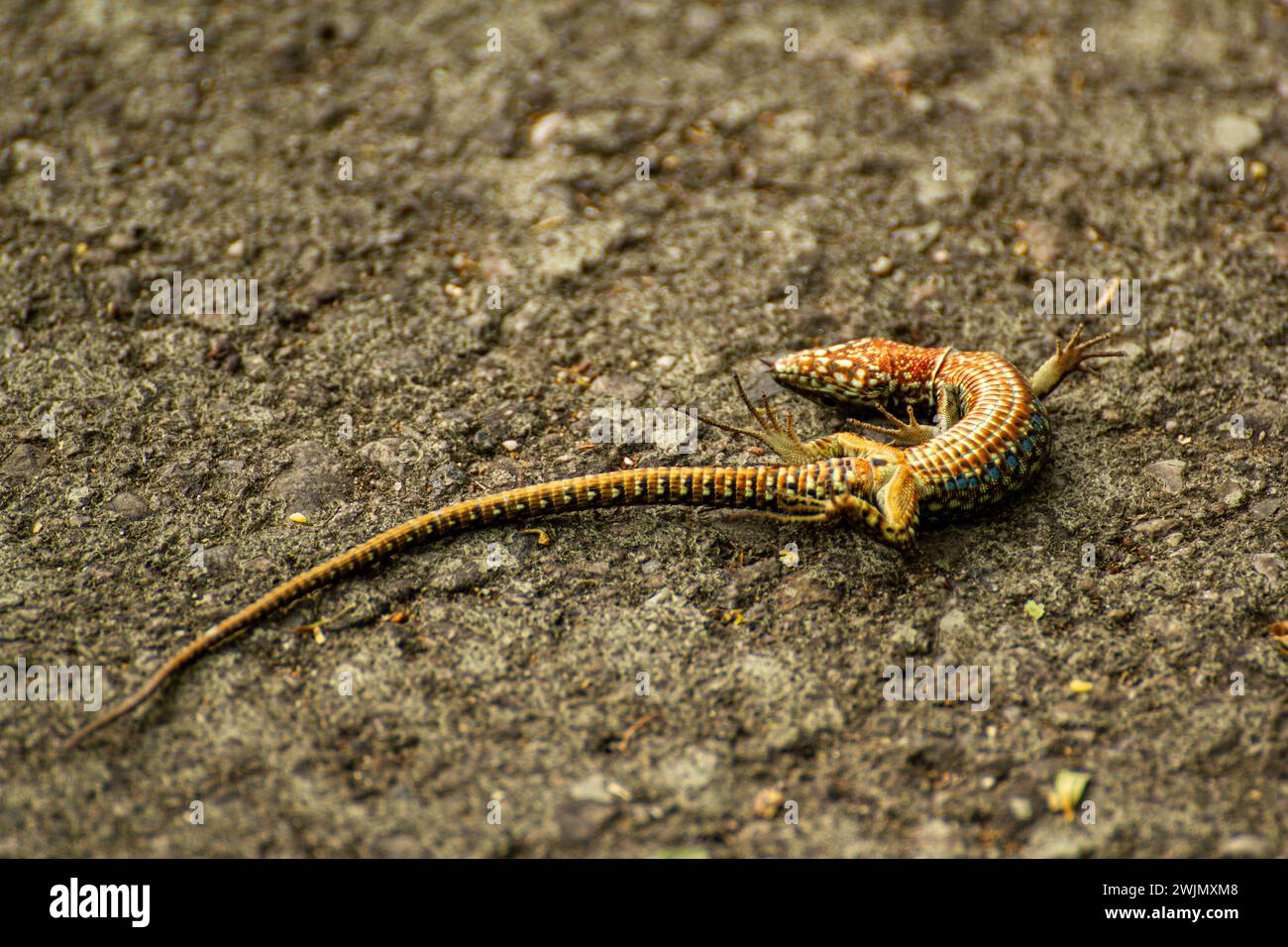 Red throat lizard hi-res stock photography and images - Alamy