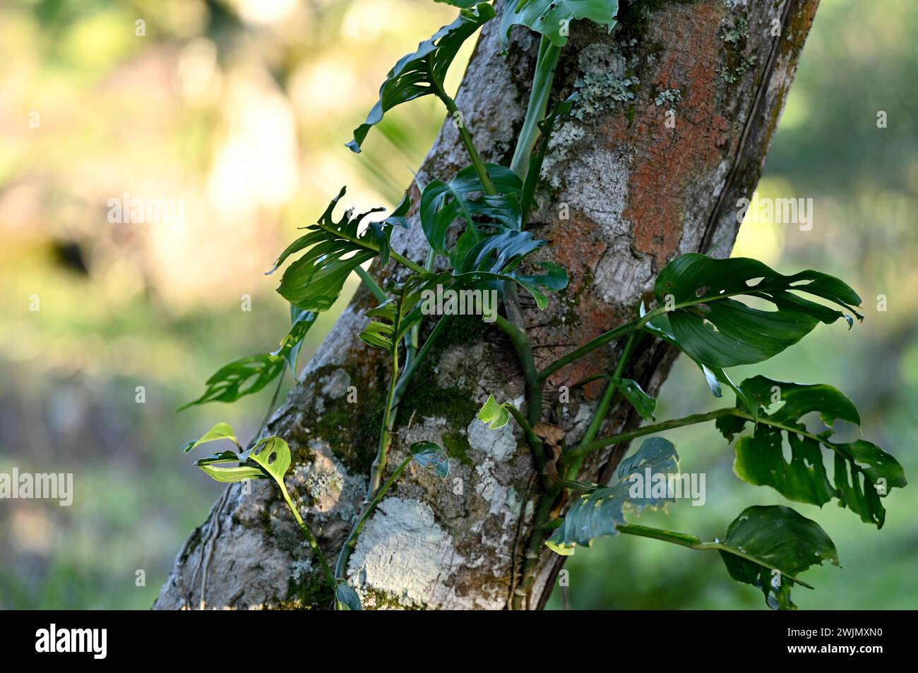 VOLCÁN MIRAVALLES, ALUAJUELA PROVINCE, COSTA RICA: Monstera adansonii ...