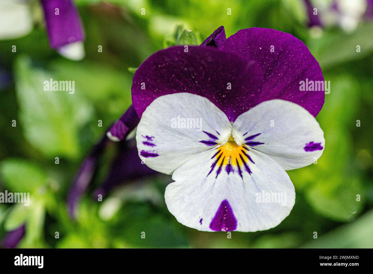 Violet viola tricolor hi-res stock photography and images - Alamy
