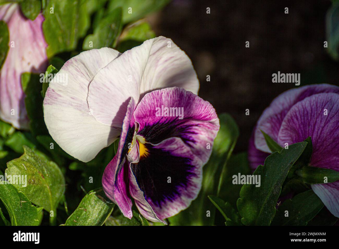 Violet viola tricolor hi-res stock photography and images - Alamy