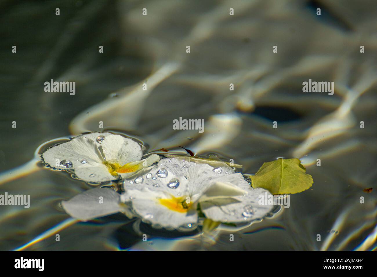 Viola tricolor wild hi-res stock photography and images - Alamy