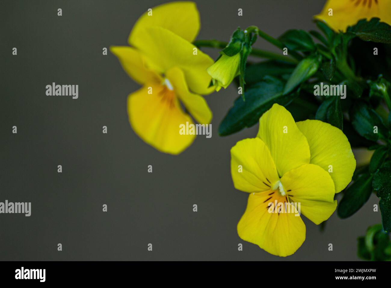 Yellow viola tricolor hi-res stock photography and images - Alamy