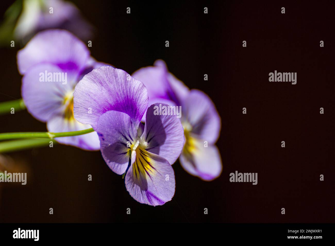 Violet viola tricolor hi-res stock photography and images - Alamy