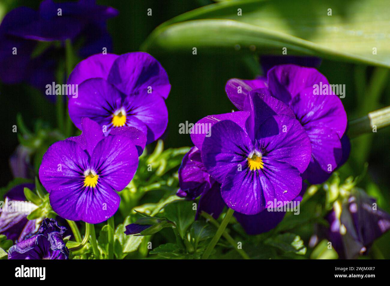 Viola tricolor wild hi-res stock photography and images - Alamy