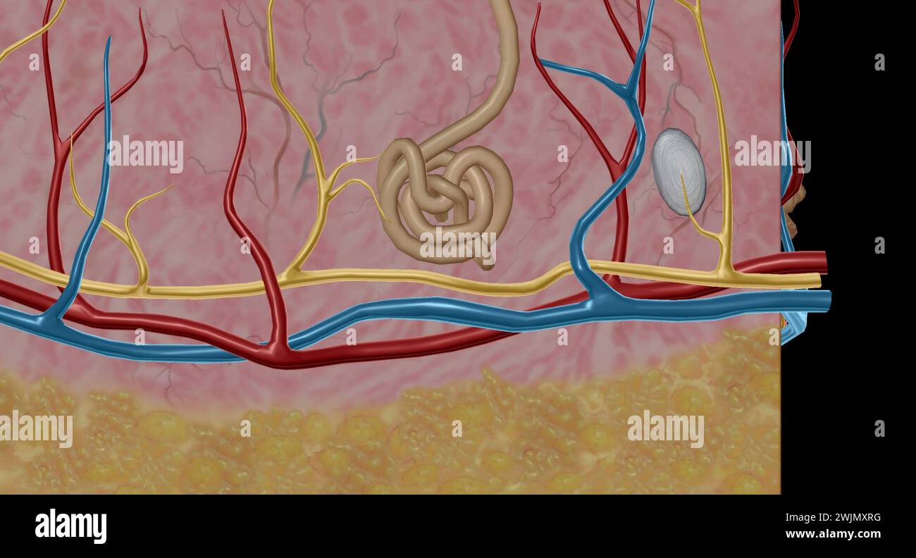 A hair follicle is a tube like structure that surrounds the root and ...