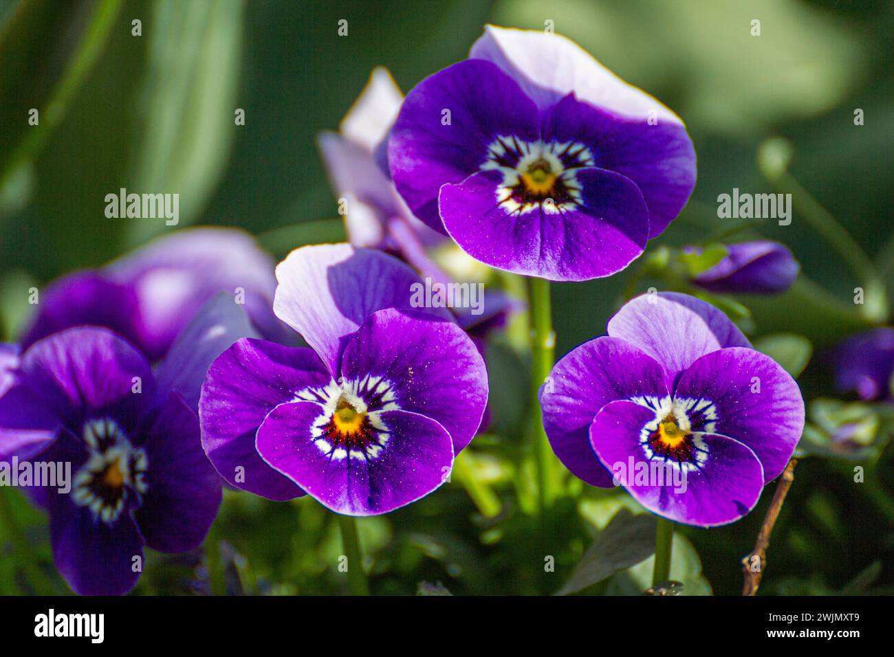 Violet viola tricolor hi-res stock photography and images - Alamy