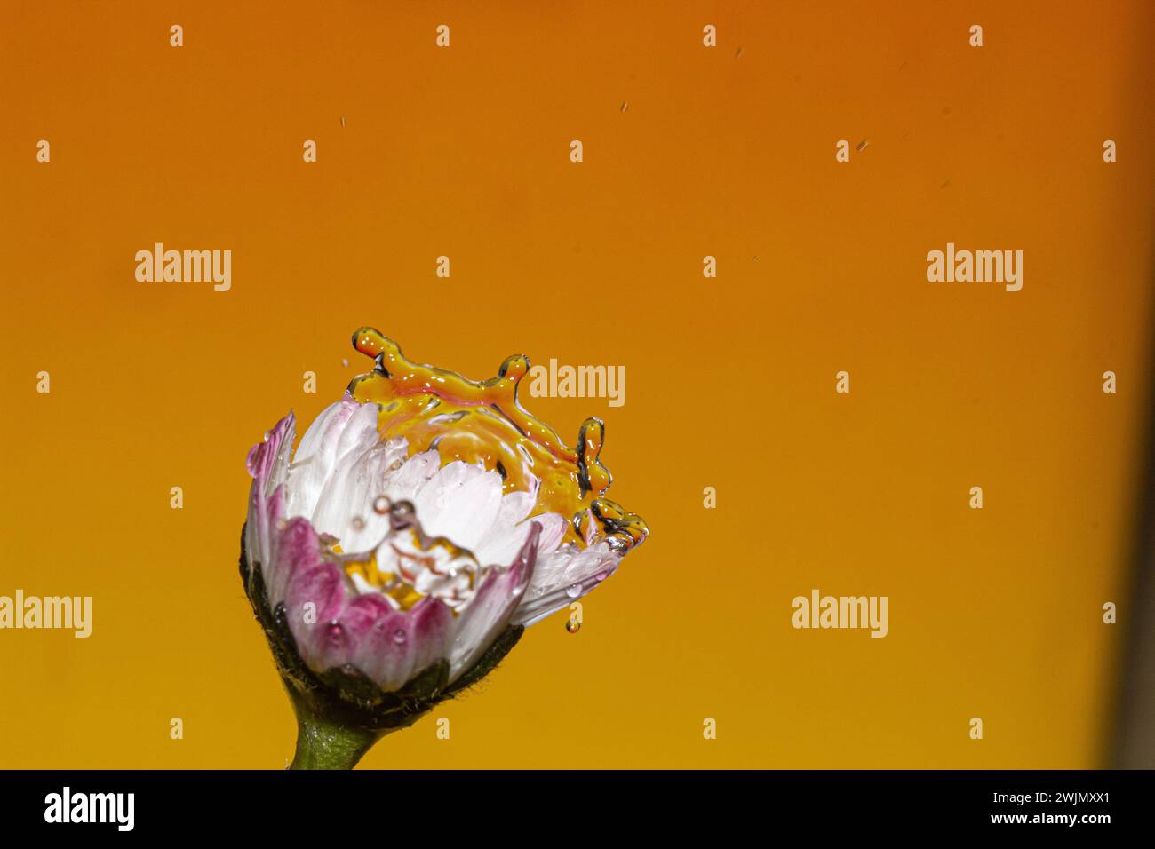 Drop falling into daisy hi-res stock photography and images - Alamy