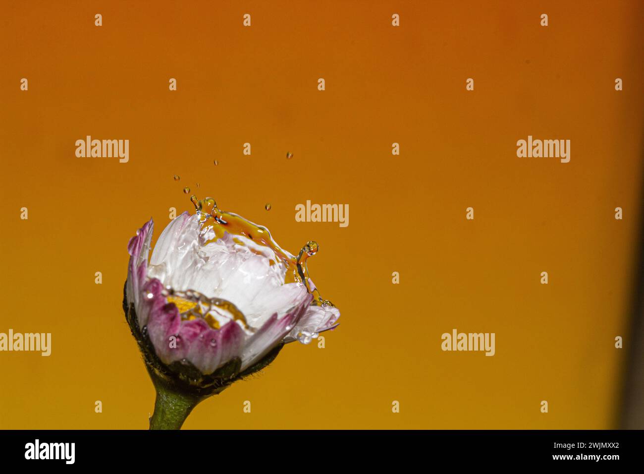 Daisy flower petals falling hi-res stock photography and images - Alamy
