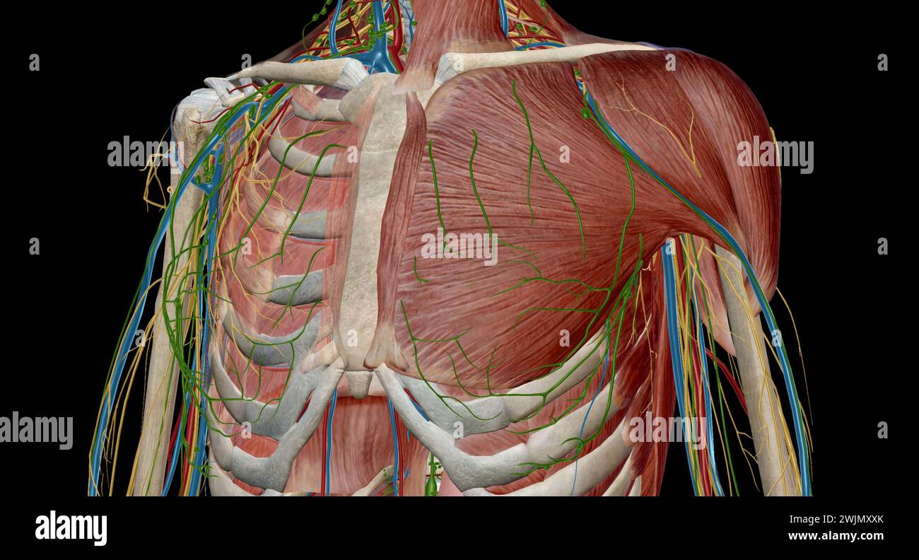 Lymphatic system diagram hi-res stock photography and images - Alamy