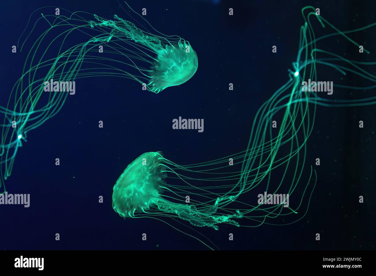 Fluorescent jellyfish swim underwater in aquarium pool with green neon ...