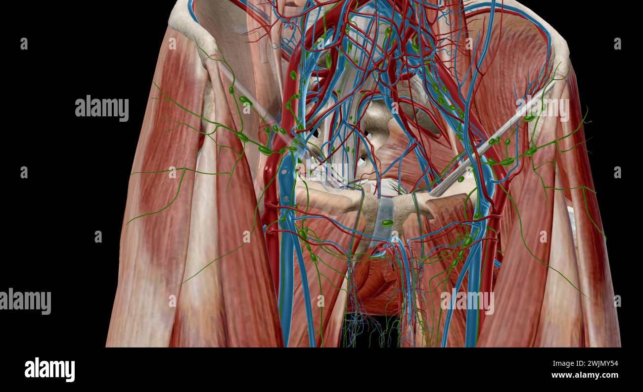 Inguinal Lymph Nodes Are Lymph Nodes In The Human Groin Located In The Femoral Triangle Of The