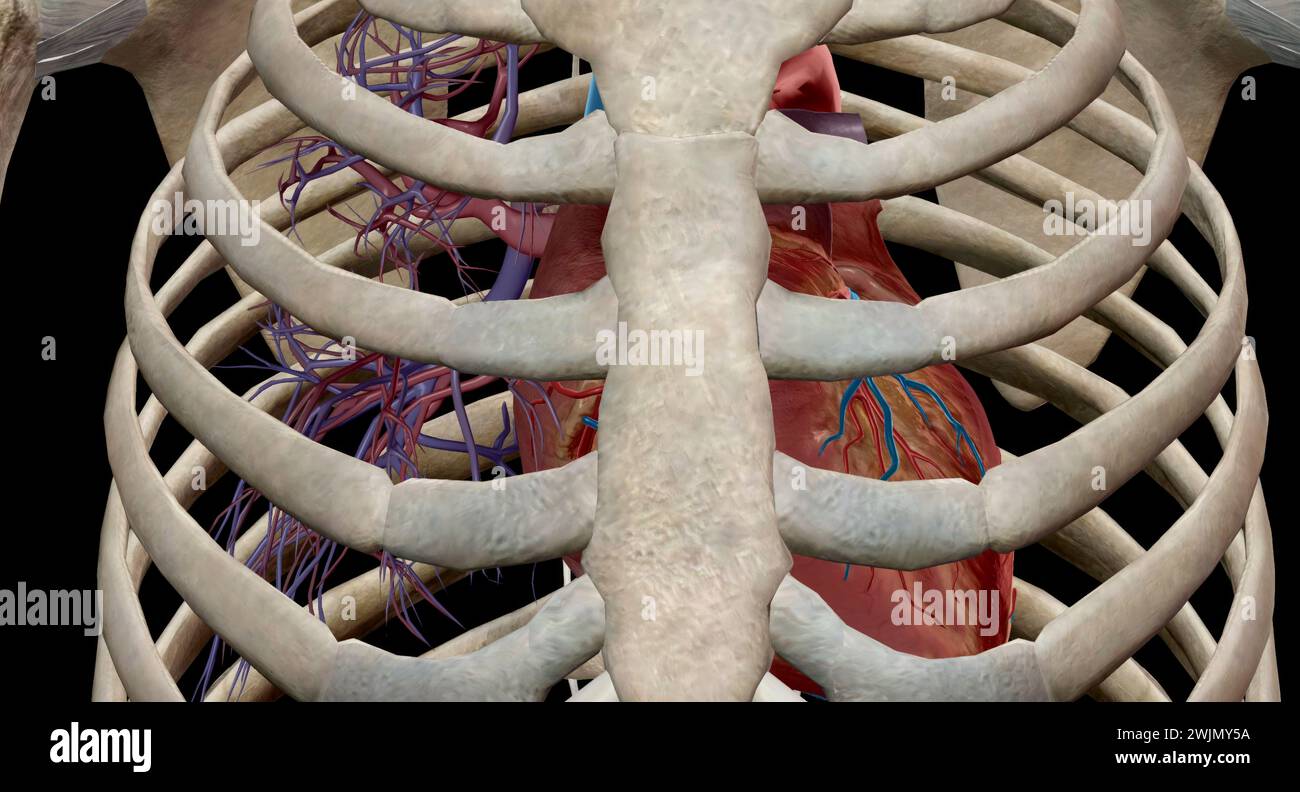 The Muscular Organ That Pumps Blood Through The Body Is at Crystal ...